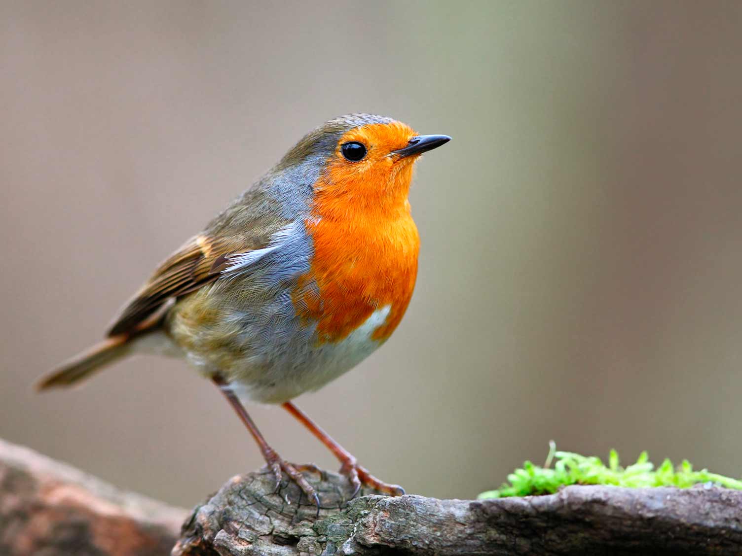 COULD YOU BE ONE OF THE UK'S BEST WILD BIRD PHOTOGRAPHERS? - Essex Magazine COULD YOU BE ONE OF THE UK'S BEST WILD BIRD PHOTOGRAPHERS? - Essex Magazine