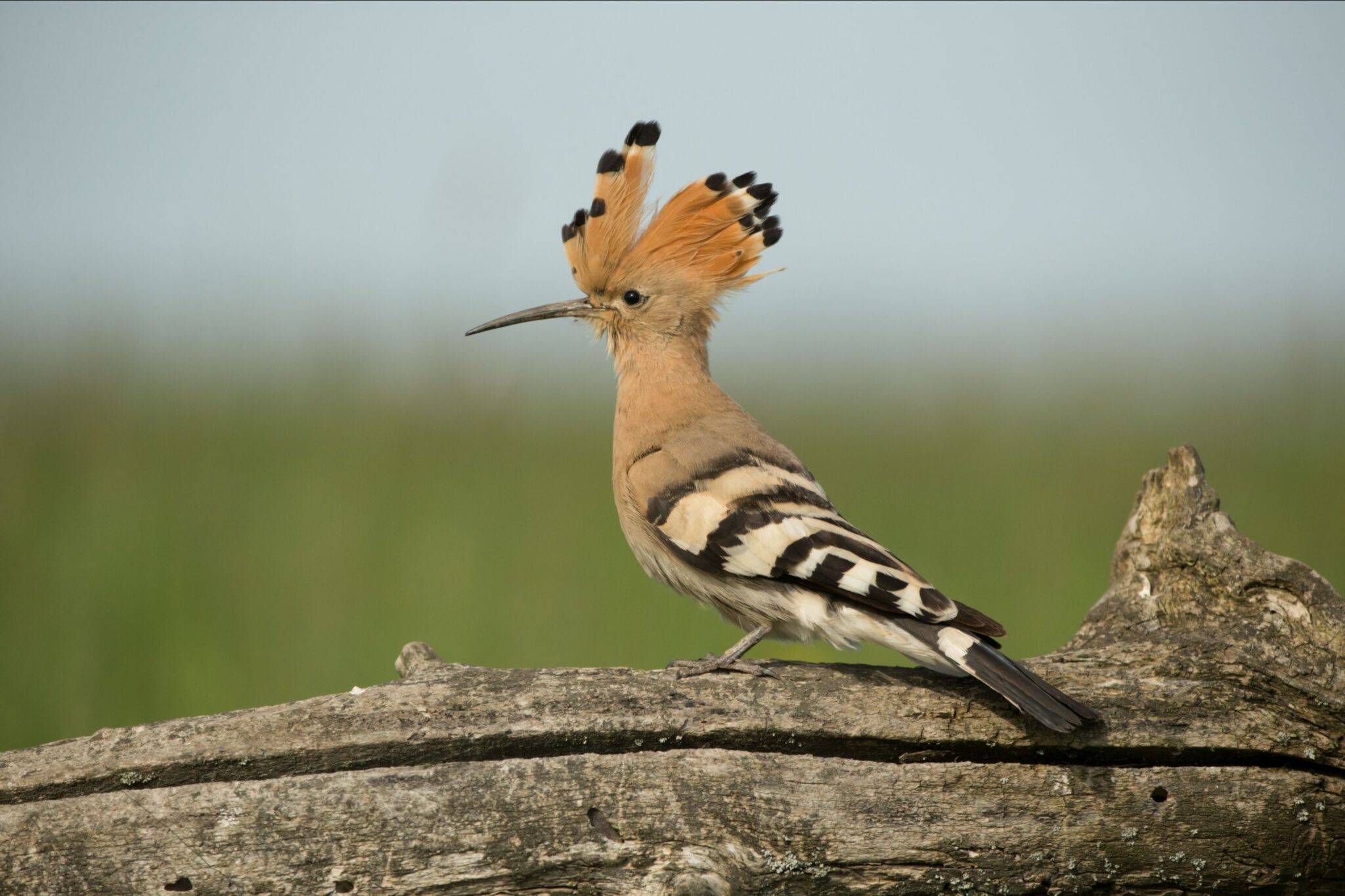 New report reveals return of rare breeding birds - Essex Magazine