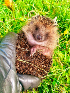 More than half of people don’t know what to do to help injured wildlife ...